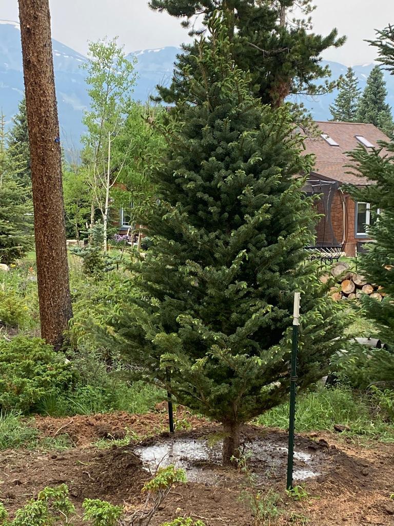 Trees | Summit County Colorado Landscaping